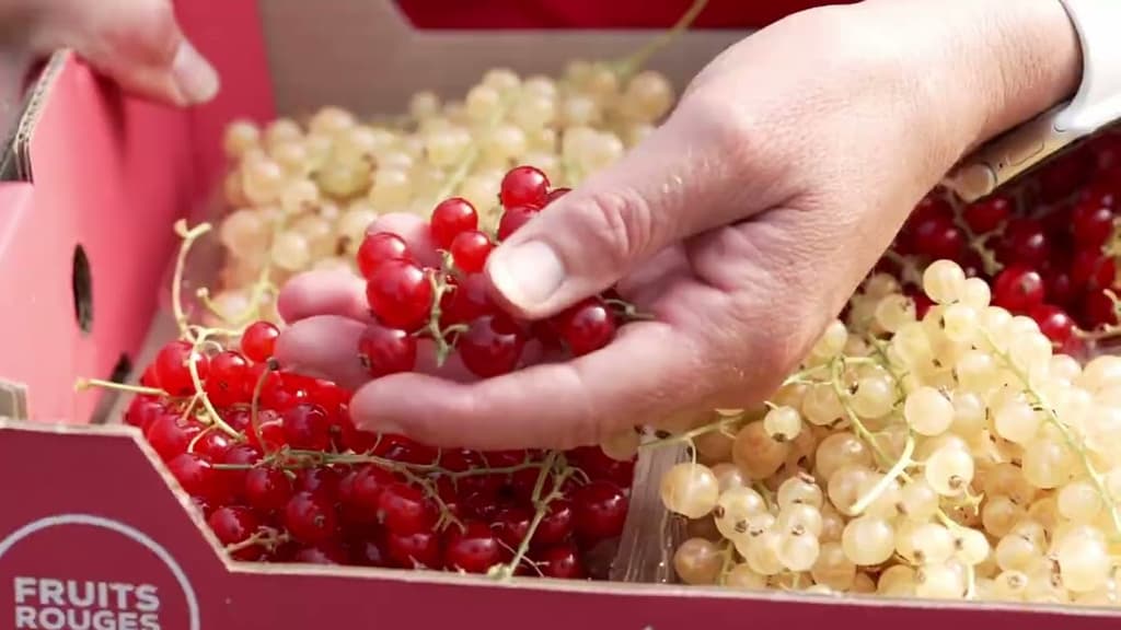 Commercial Junior - Petits fruits rouges frais (F/H) | JobTeaser